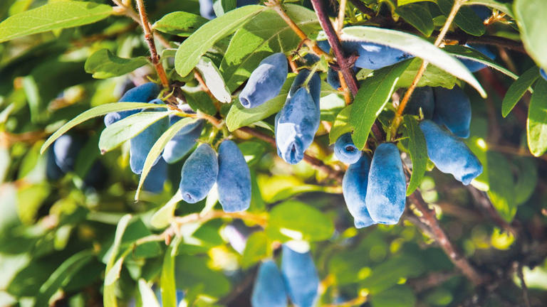 How to grow honeyberry plants for nutritious fruits and cold-hardy ...