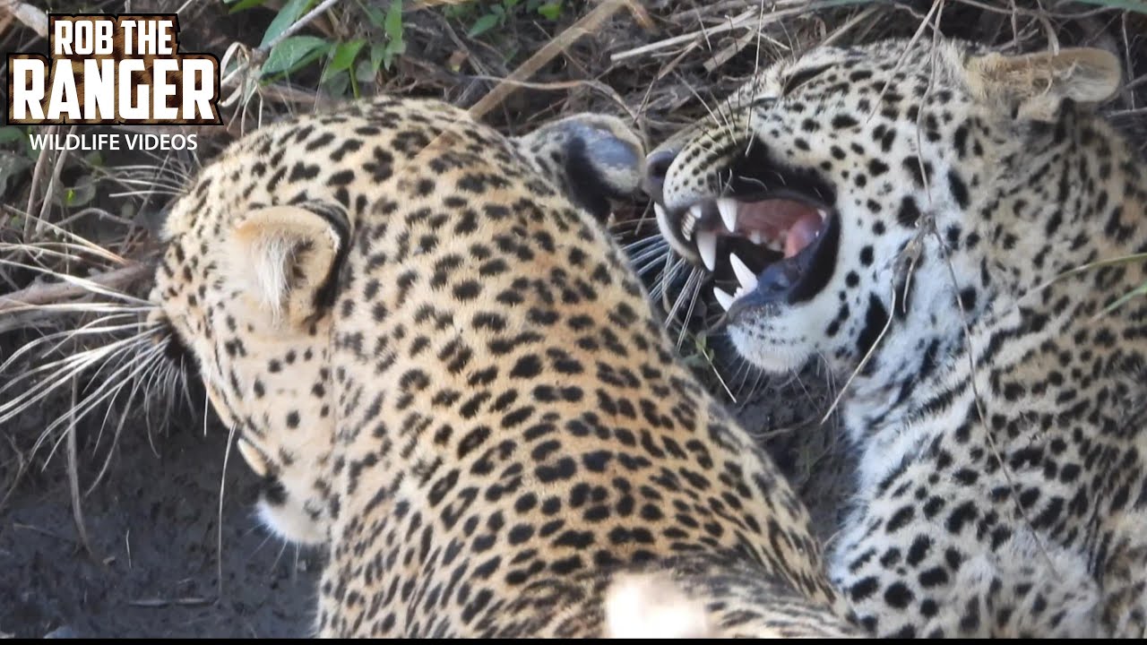 Leopard cub interacts with mother while learning hunting skills