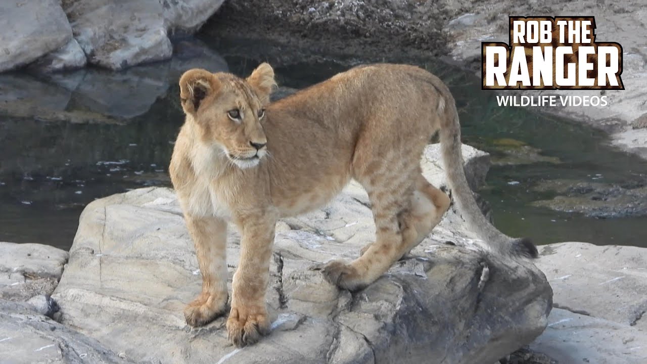 Lion pride crosses rocky riverbed in tense Mara scene