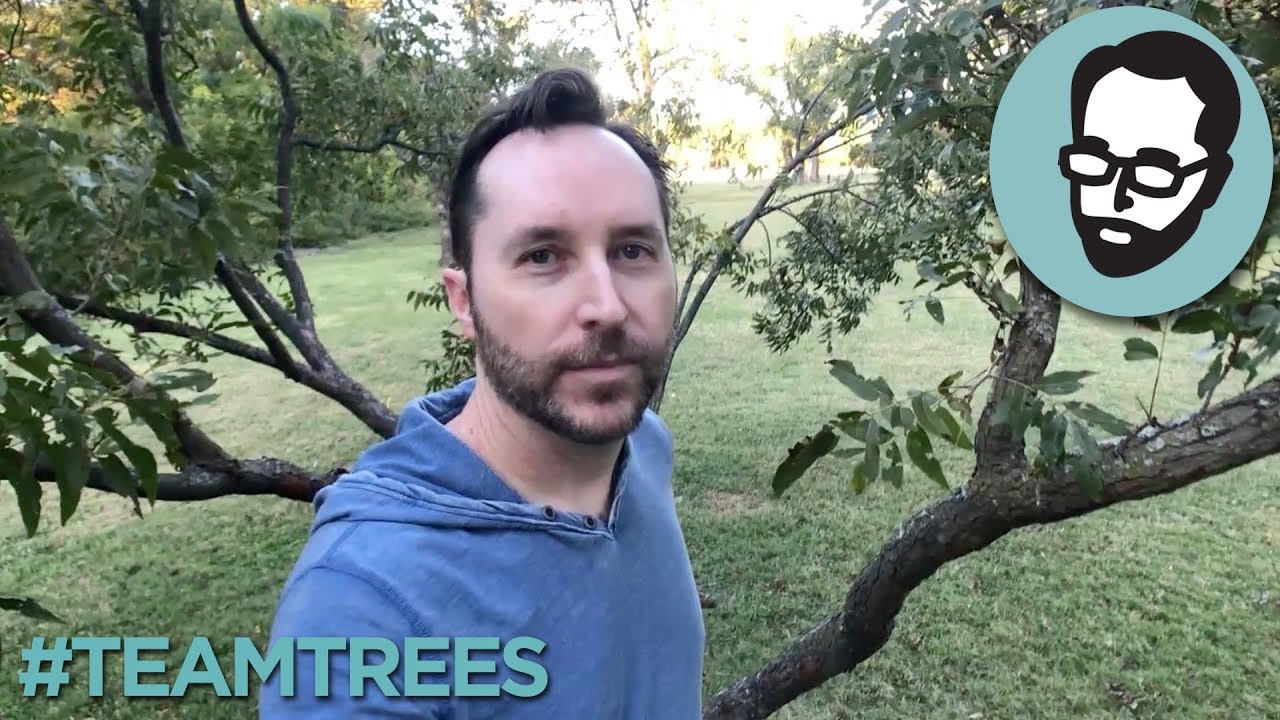 Trees; Nature's Carbon Funnel ¦ Team Trees