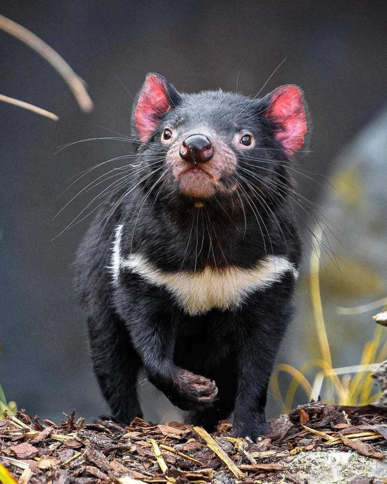 What do Tasmanian devils eat? Inside the diet of a top scavenger