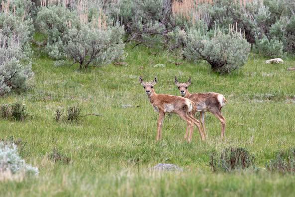 Baby animals come out to play at Yellowstone National Park – but don’t ...