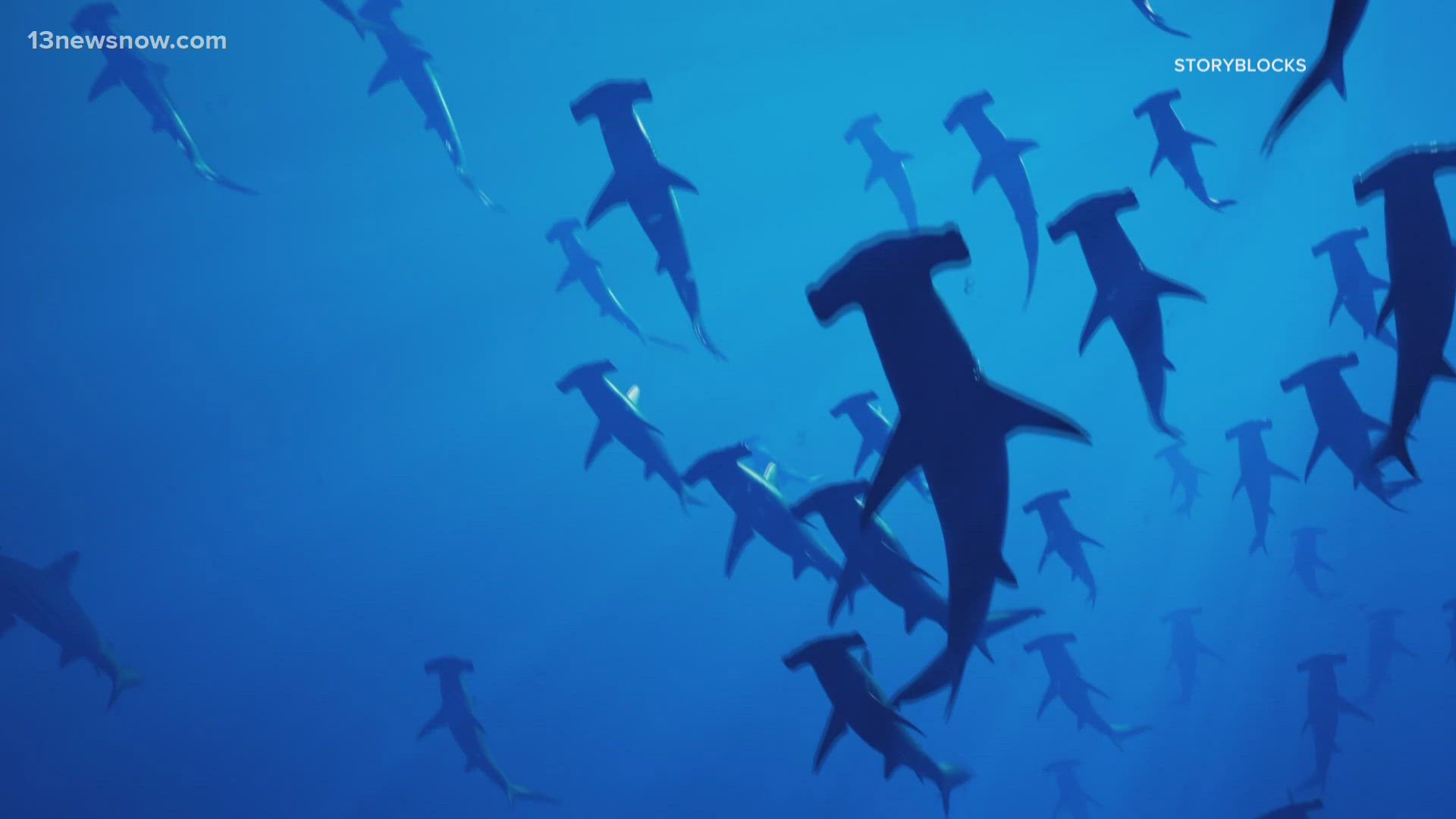 Marine experts exploring shark trends in Virginia and North Carolina