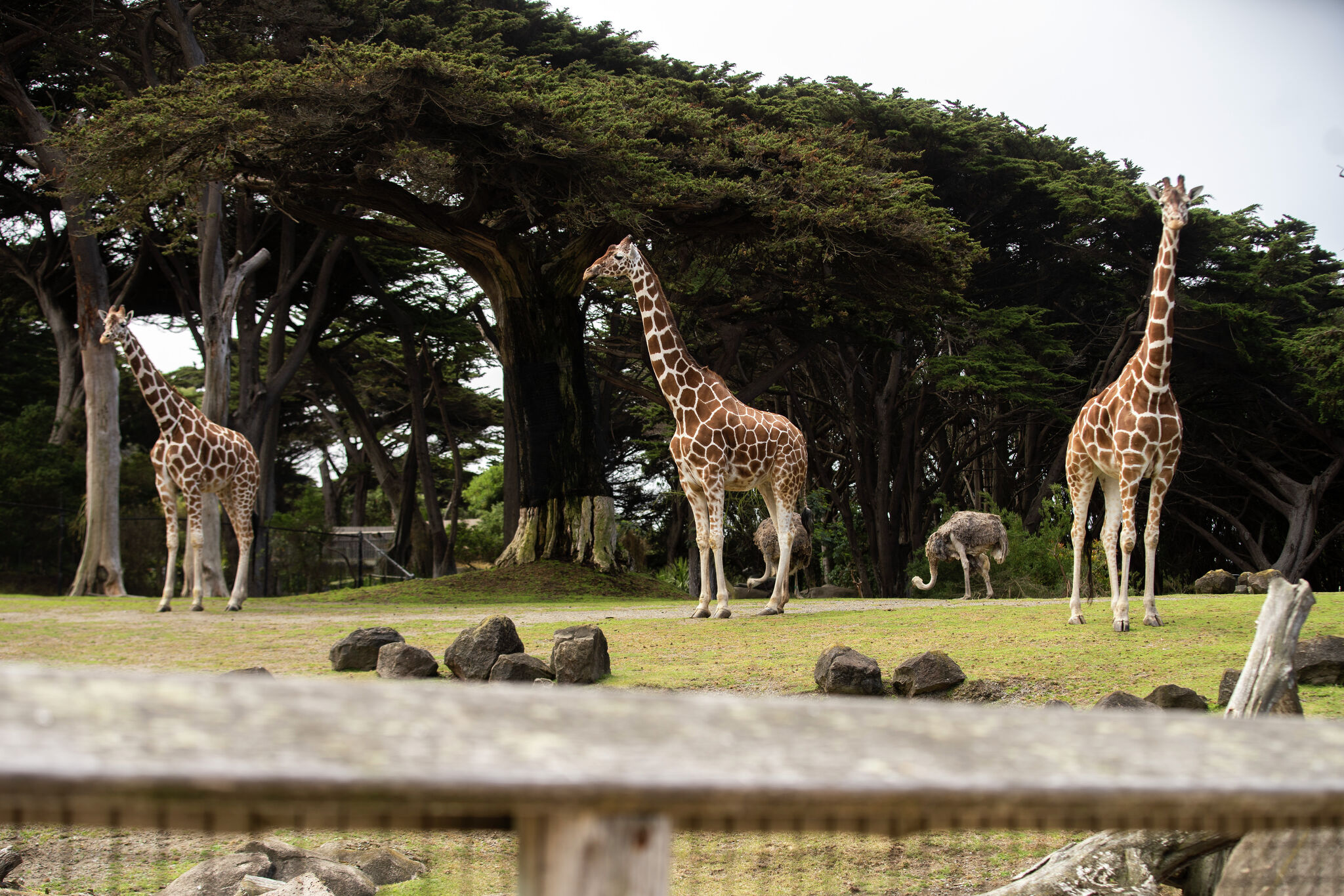 Here’s what we know about the S.F. Zoo board that continues to support ...