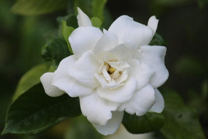 Gardenia Bush Care and Growing Tips