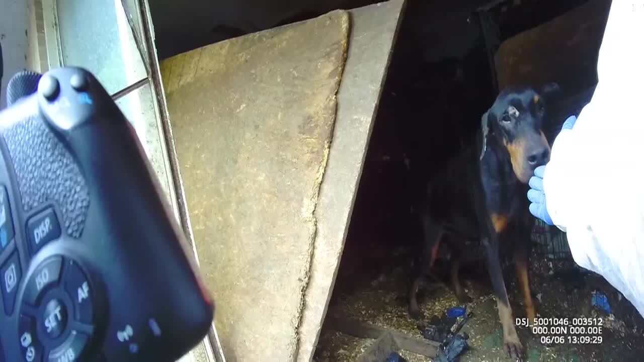 BODYCAM: Footage shows conditions inside home where 80 dogs were seized ...