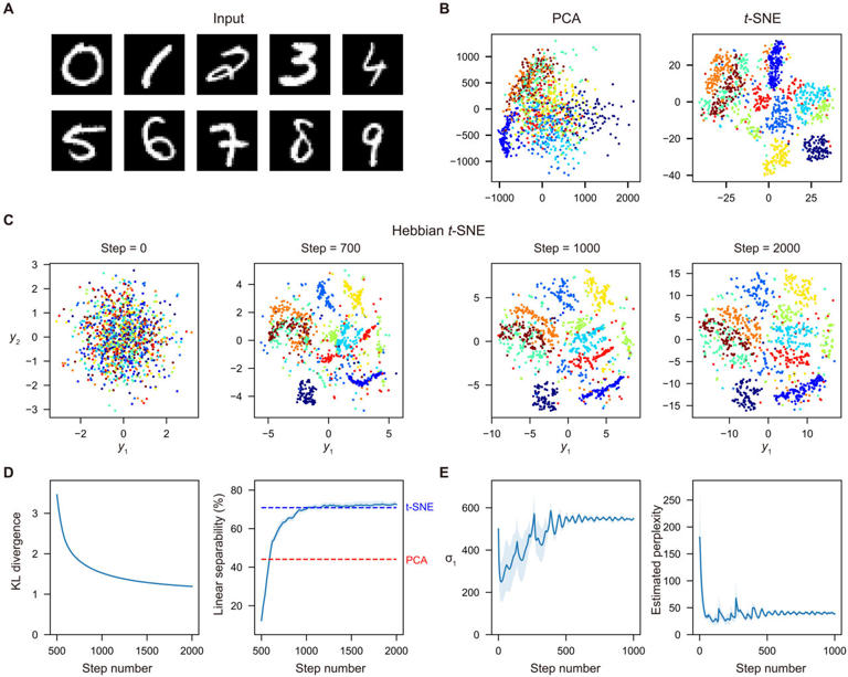 Nonlinear neural network model reveals how fly brains reduce odor ...