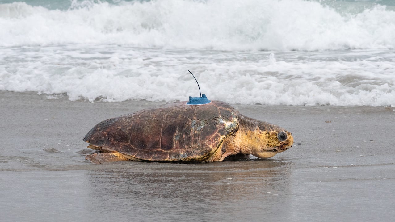 See Dilly Dally, a subadult loggerhead, return to the water after ...