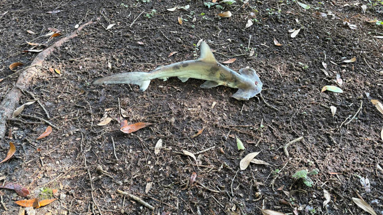 Hammerhead shark falls from sky onto disc golf course in South Carolina