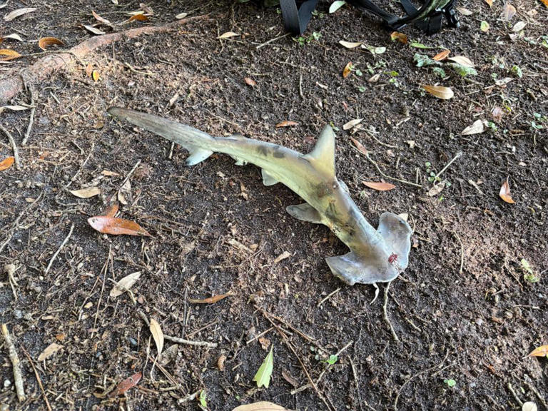 Hammerhead shark falls from sky onto disc golf course in South Carolina