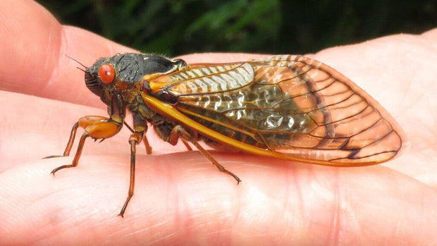 Map shows cicada sightings on Cape Cod. How long will the Brood XIV be ...