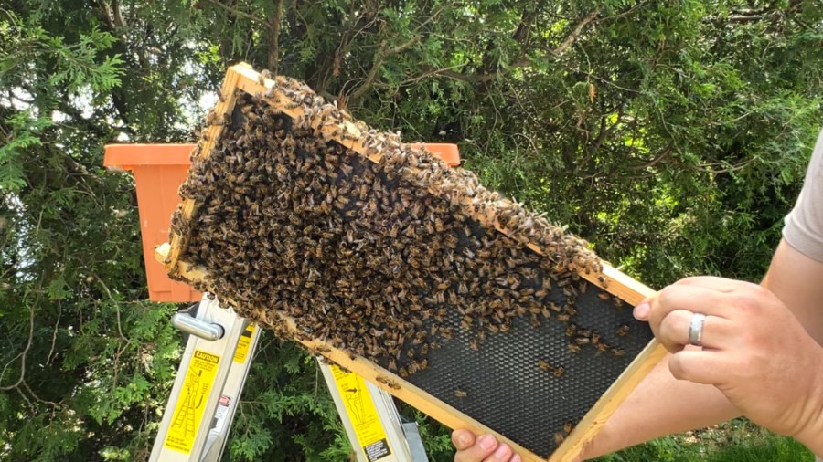 Bee swarm visits WKBN on way to its new home