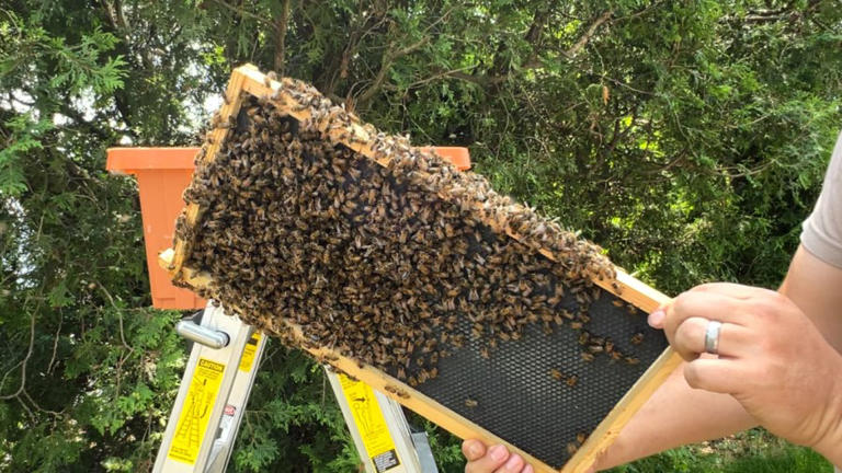 Bee swarm visits WKBN on way to its new home