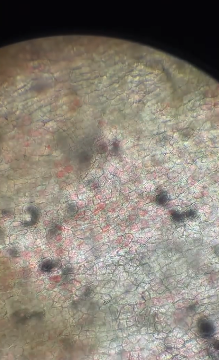 What an Apple Looks Like Under the Microscope