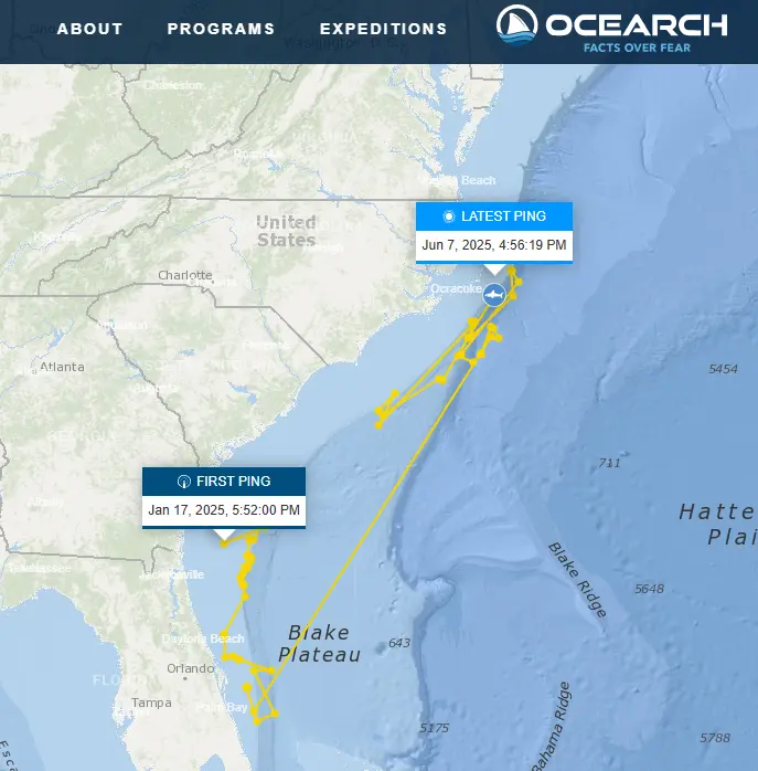 Largest male great white shark ever recorded spotted near famous ...
