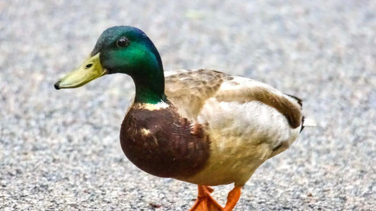 The mallard: More than just a duck at the park