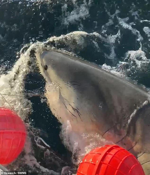 Largest ever great white shark swims towards popular US beach resort