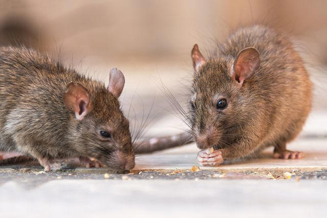 Gene Hackman’s Wife Died of Hantavirus. Now the Rodent-Borne Disease Is ...