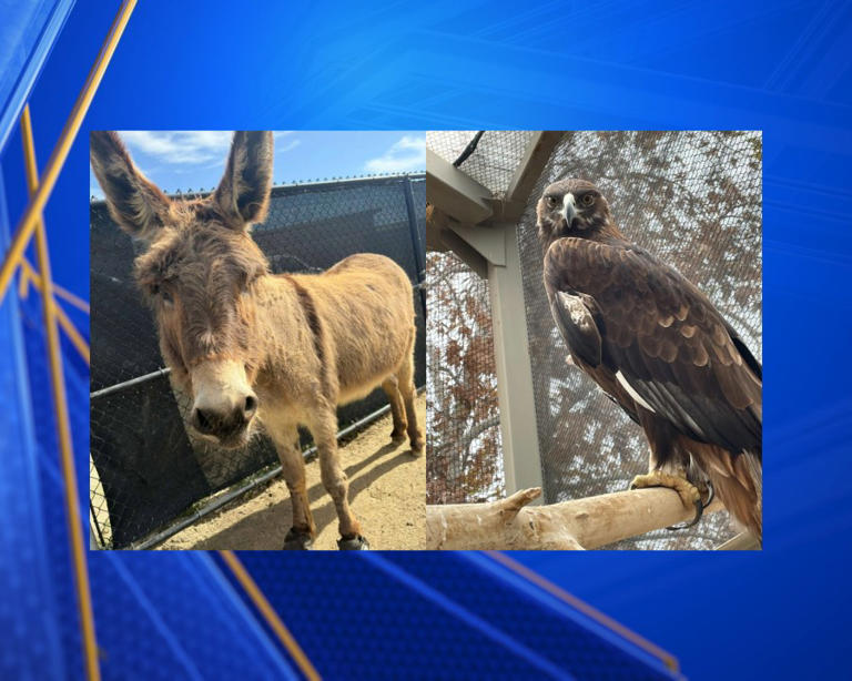 CALM remembers two of its animals