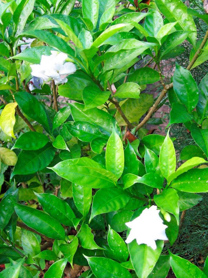 Gardenia Bush Care and Growing Tips