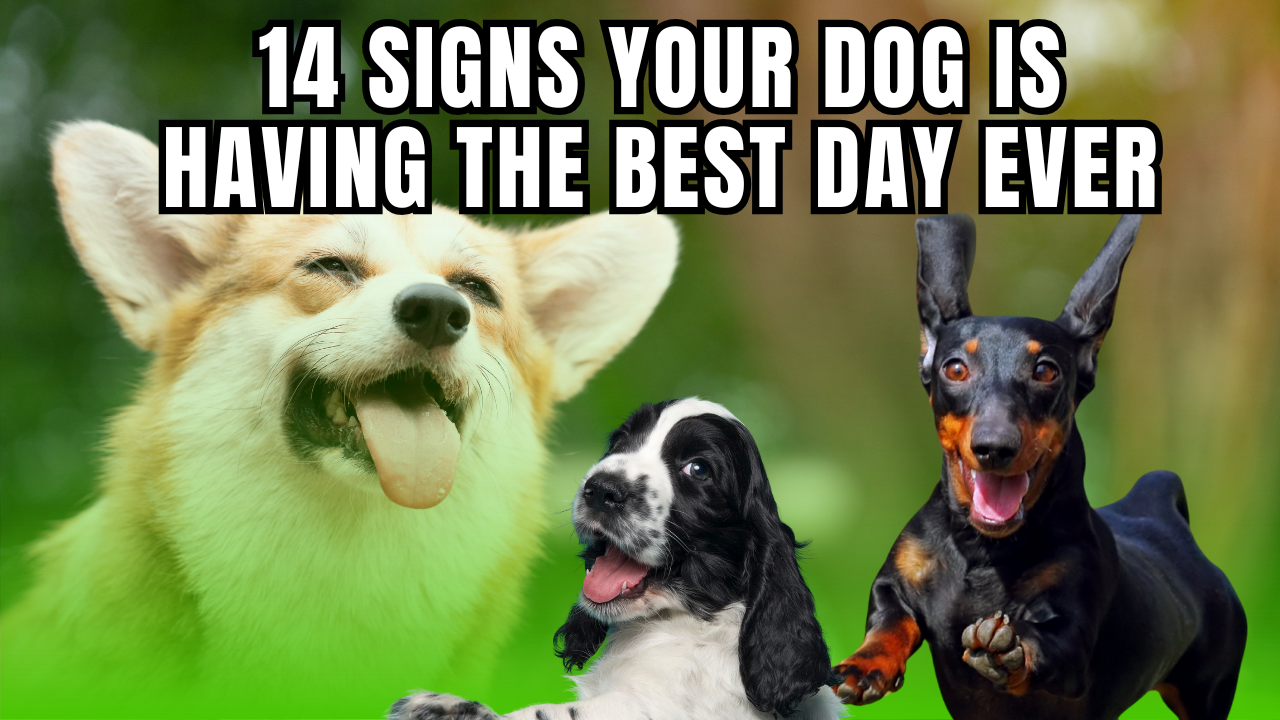 14 Signs Your Dog Is Having the Best Day Ever