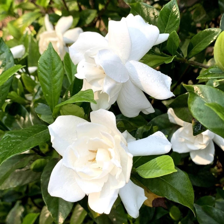Gardenia Bush Care and Growing Tips