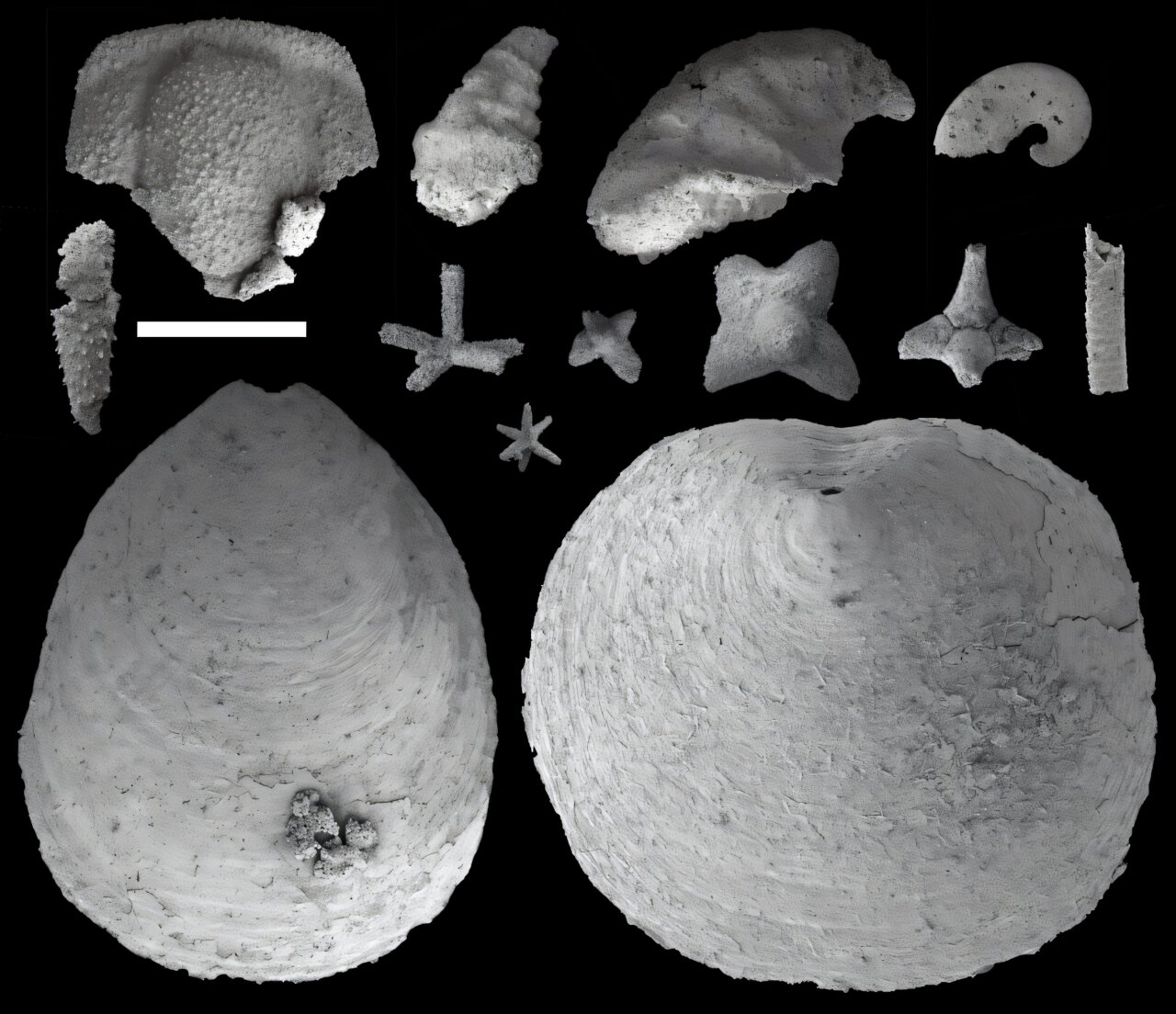 Tiny fossils, big discoveries: Researchers reveal new clues about early ...
