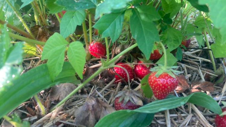 Mt. Airy Orchards welcomes you to pick your own strawberries