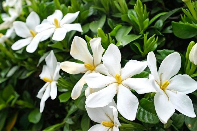 Gardenia Bush Care and Growing Tips