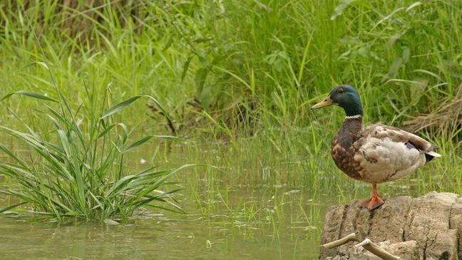 The mallard: More than just a duck at the park