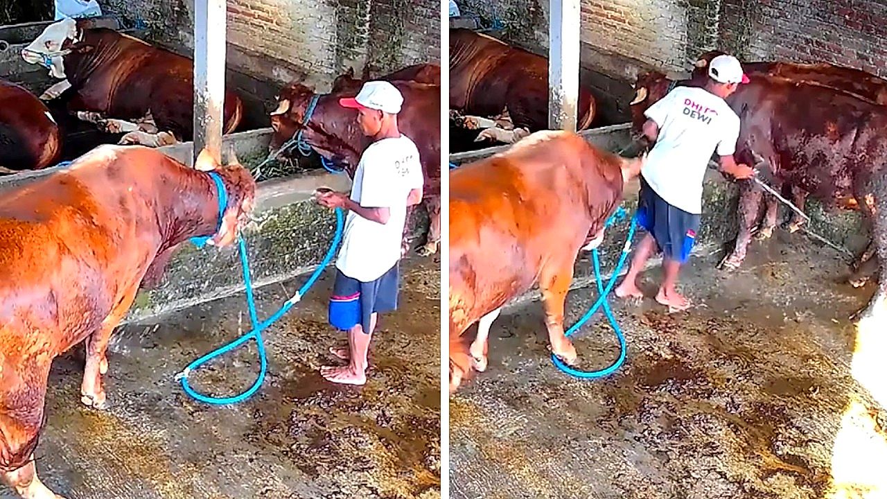 Cow karma! Angry bovine rams rancher after being struck