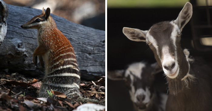 12 Animals That Start With “N” That Almost Sound Made Up