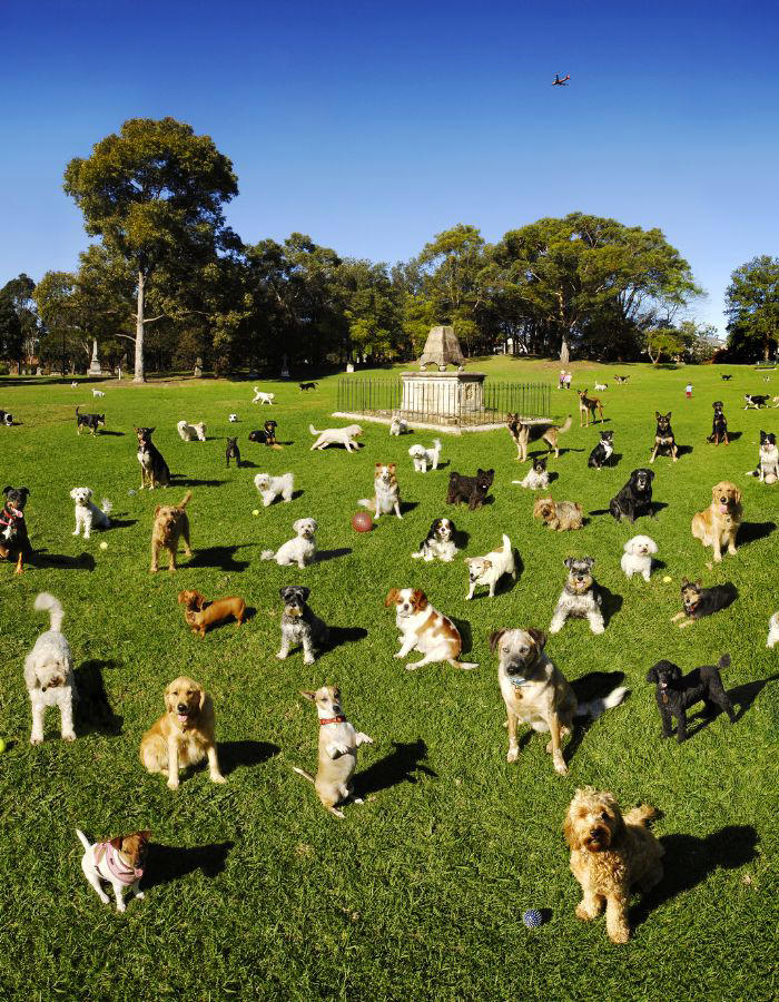 How to Find the Perfect Dog For Traveling