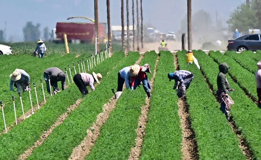 Some GOP members want protections for undocumented farm workers