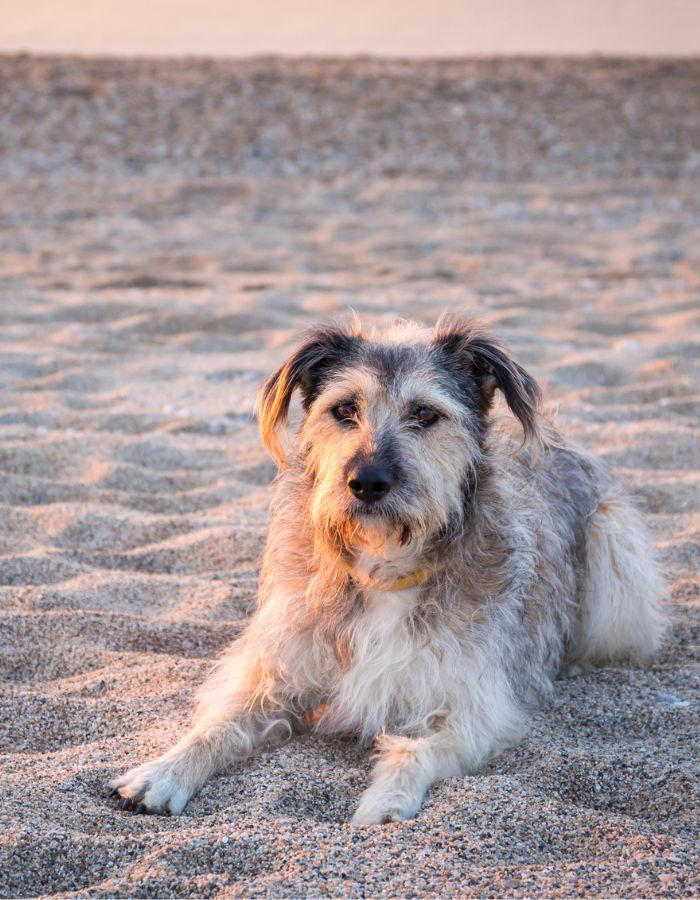 How to Find the Perfect Dog For Traveling