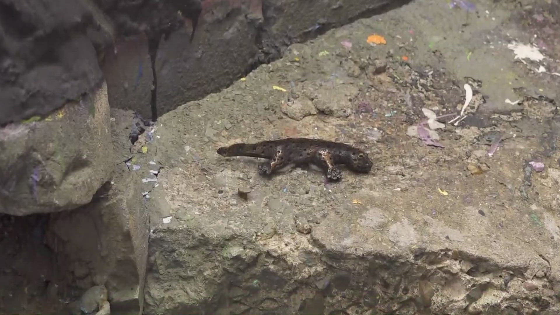 Downtown Knoxville embraces new, unique scavenger hunt with 12 bronze newts