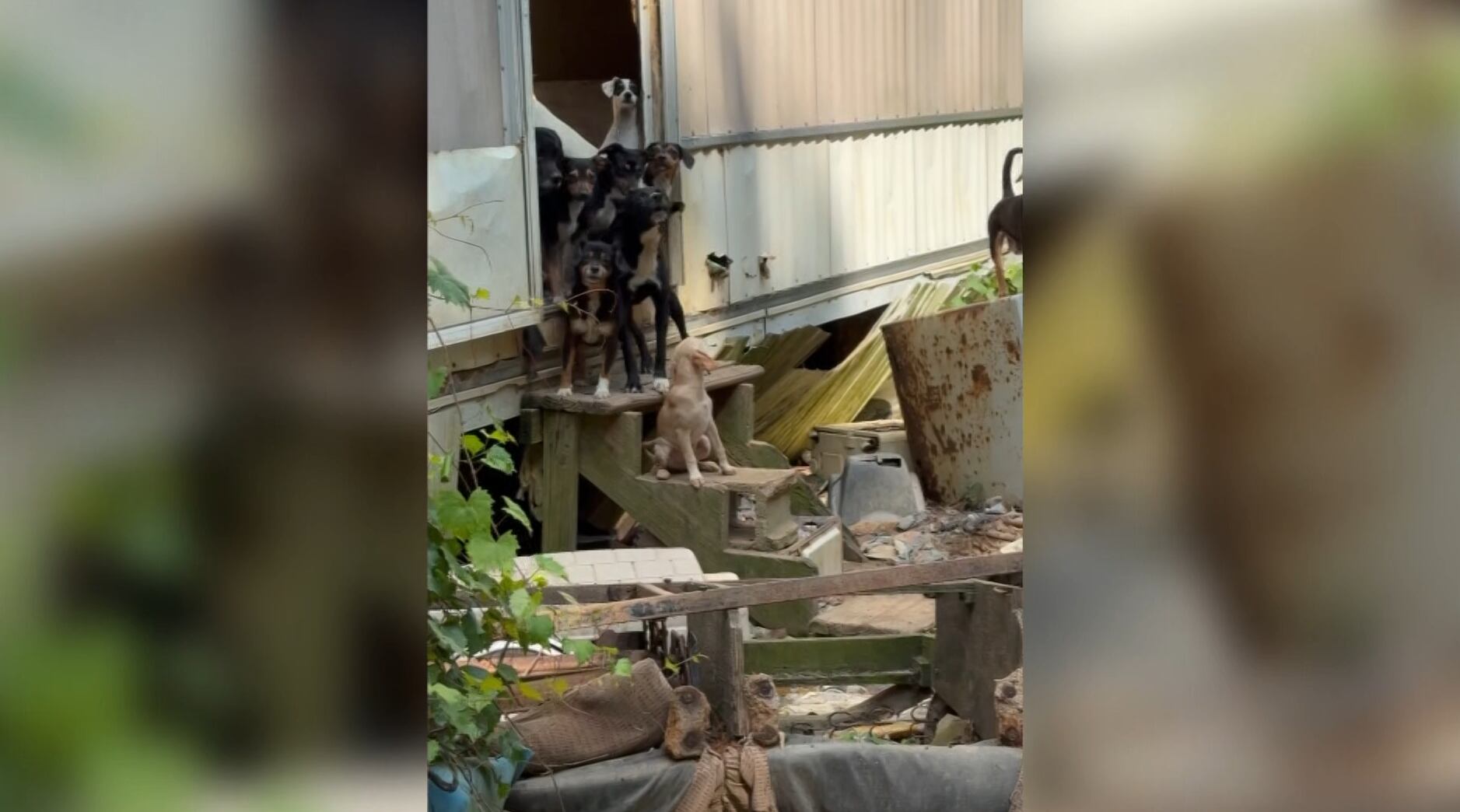 Coffee County hoarding case with over 100 animals reveals significant ...