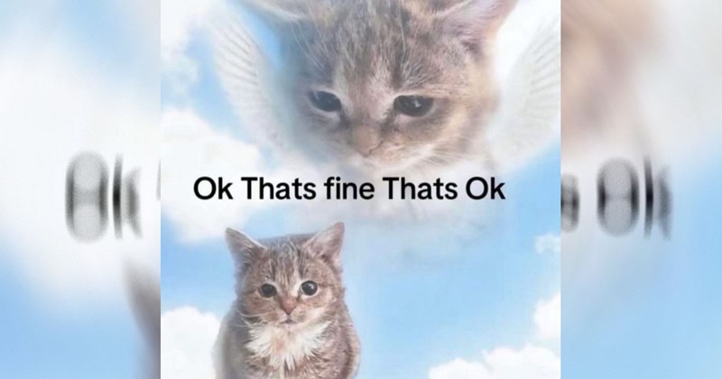 24 Memes That Are Fine and Okay