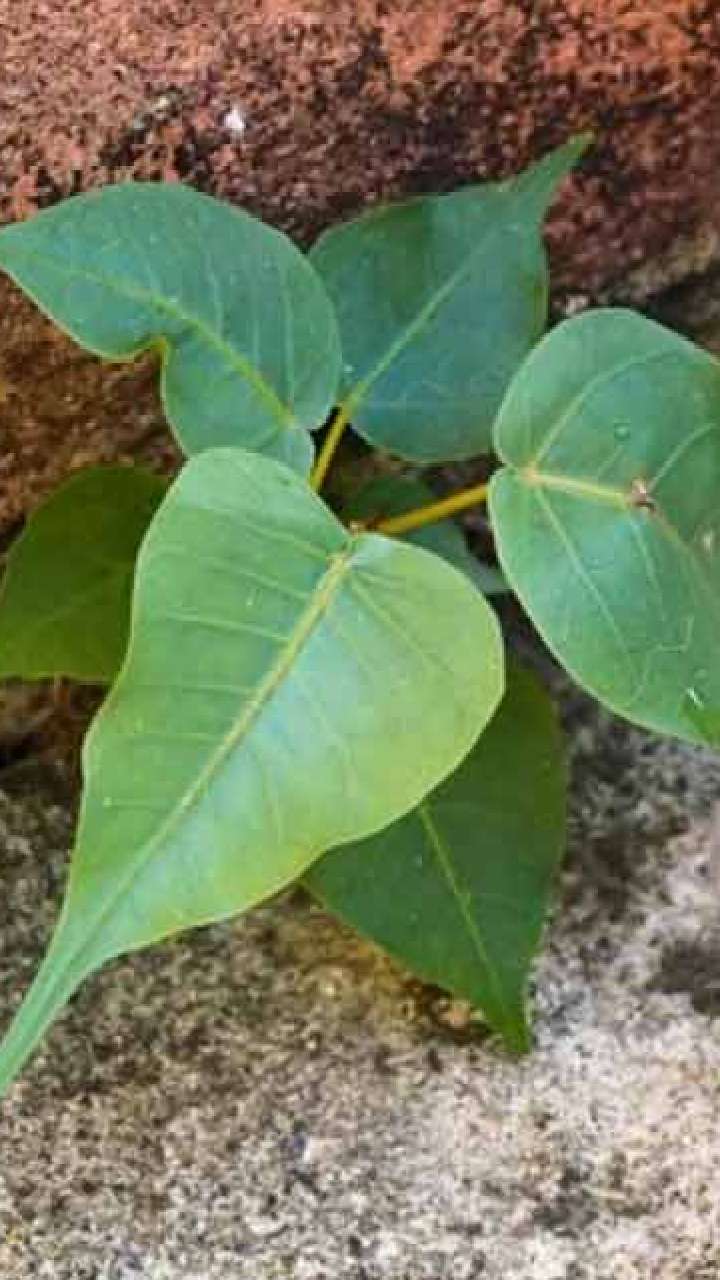 The story behind ‘The Secret Lives of Mormon Wives’