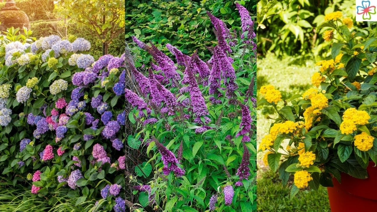20 Shrubs that Bloom All Year