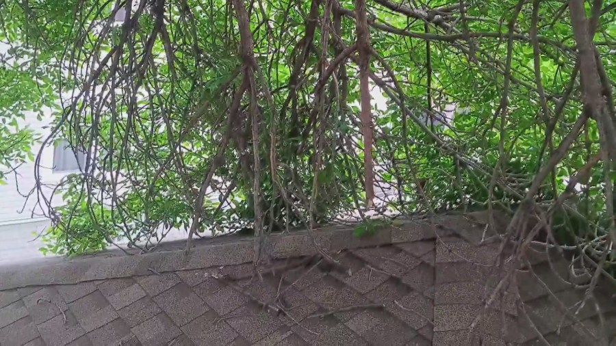 Elderly Chicago resident seeks help after city tree damages her home