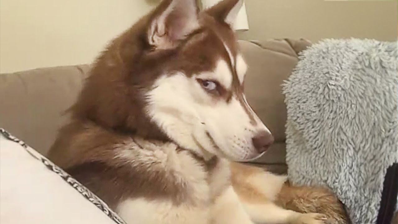 Funny moments with pet huskies