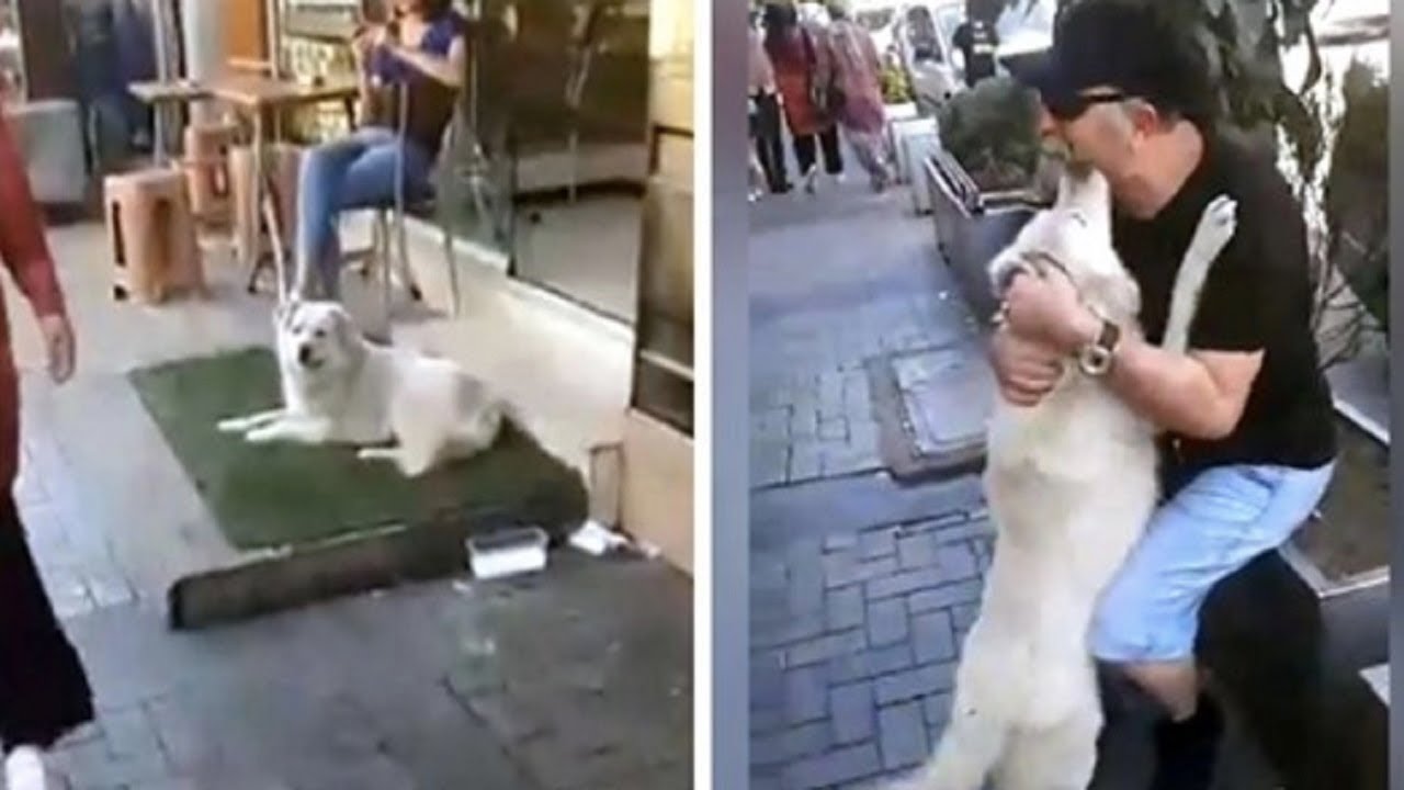 Lost Dog Found Living 60 Miles Away Can’t Believe His Family Finally ...