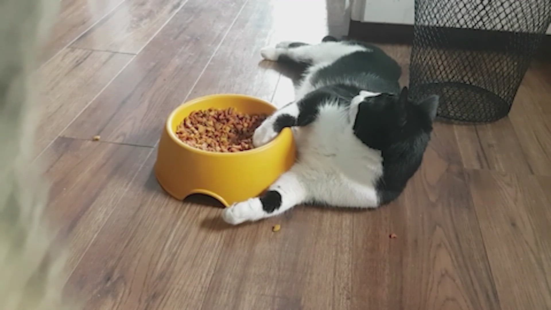 Funny Pets Reaction