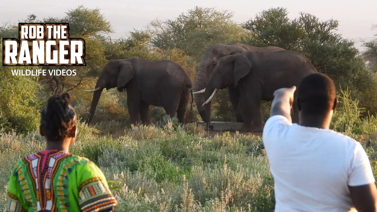 Lioness with Gnu Meal: Maasai Mara Safari's Hunting Skills