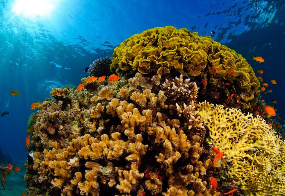 12 Ancient Coral Reefs Battling for Survival in Warming Oceans
