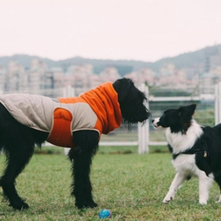 8 courageous dog breeds that are excellent family guardians