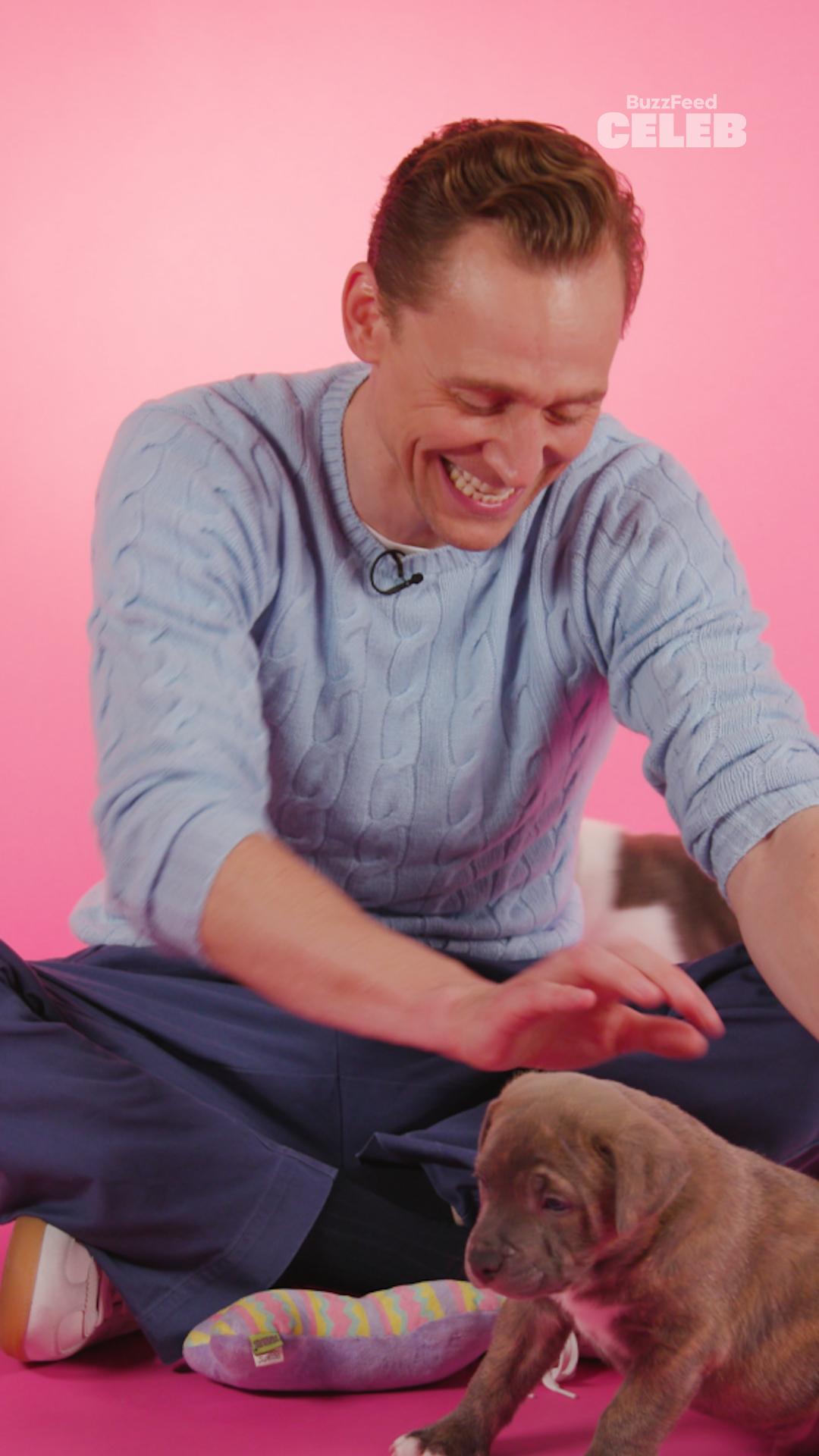 Tom Hiddleston Puppies | Giggles