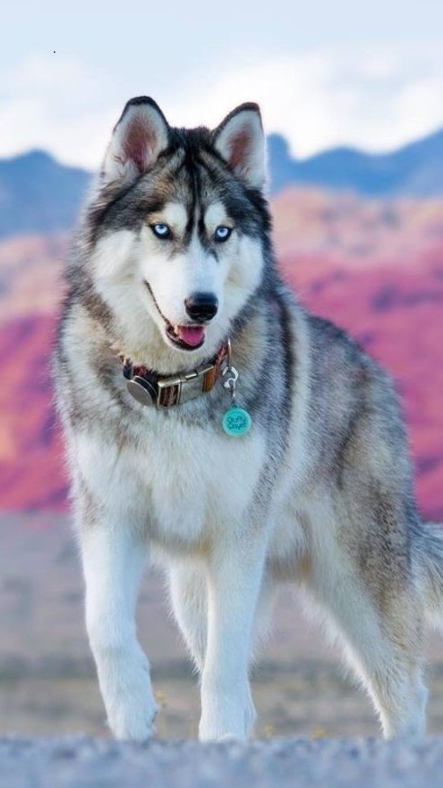 Why do huskies howl? Here's what you should know