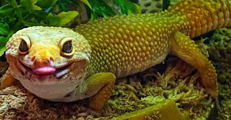 Leopard Gecko Tank Setup Ideas
